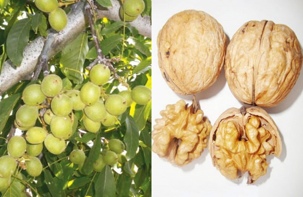 Types of Walnut | Misbell