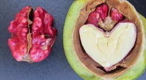 Red Walnut | Misbell