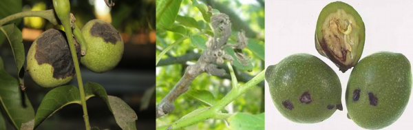 Walnut Disease and Pest Control | Misbell